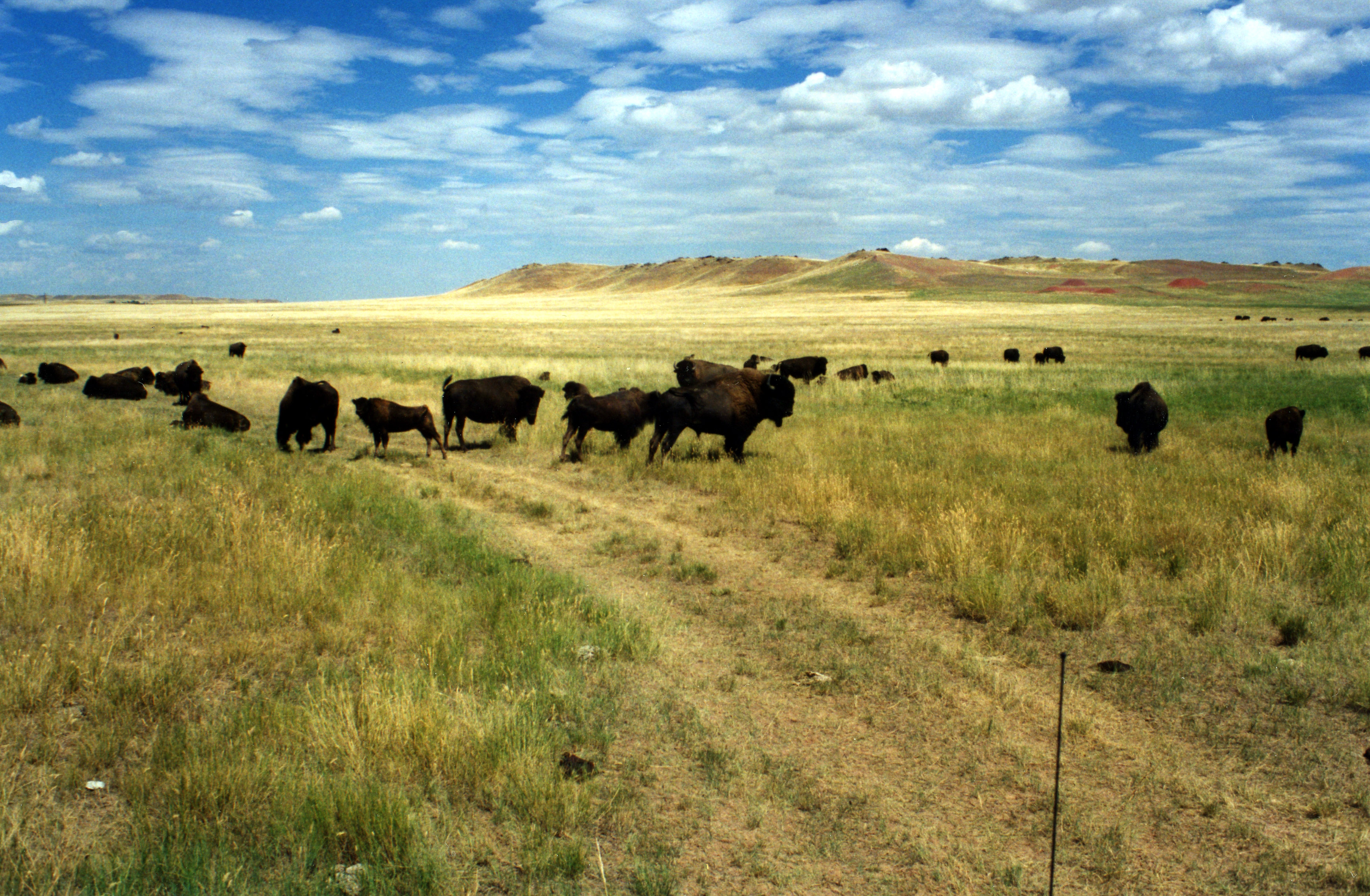 Hunts - Durham Bison Ranch