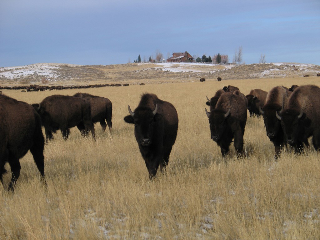 Why Bison? - Durham Bison Ranch