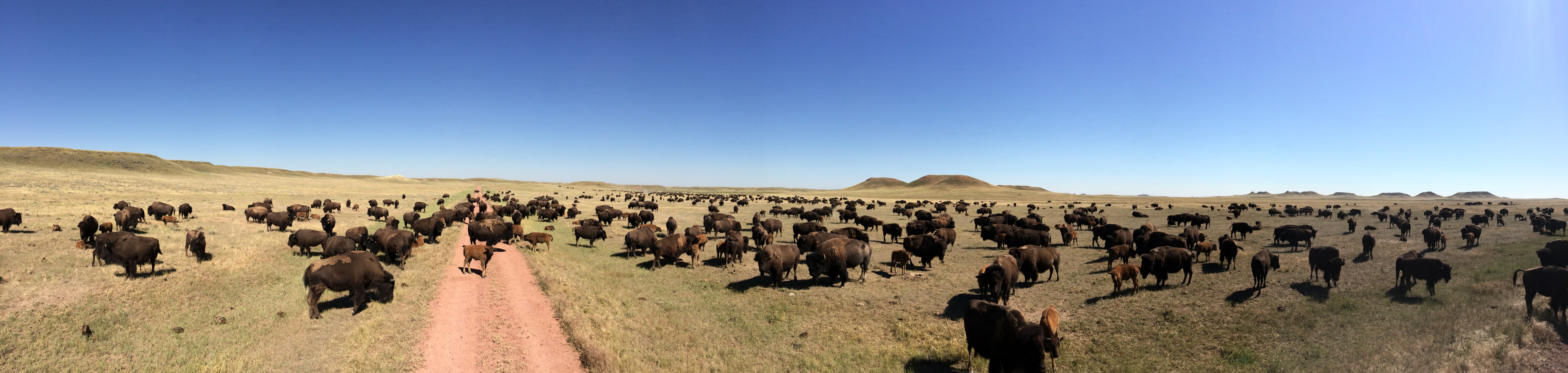 The Ranch - Durham Bison Ranch
